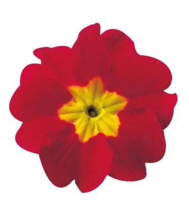 Seminte de Primula polyantha SuperNova Mix F1 | Varietate deosebita