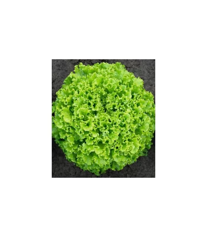 Seminte de salata Sementel, salata batavia, pentru toamna si primavara