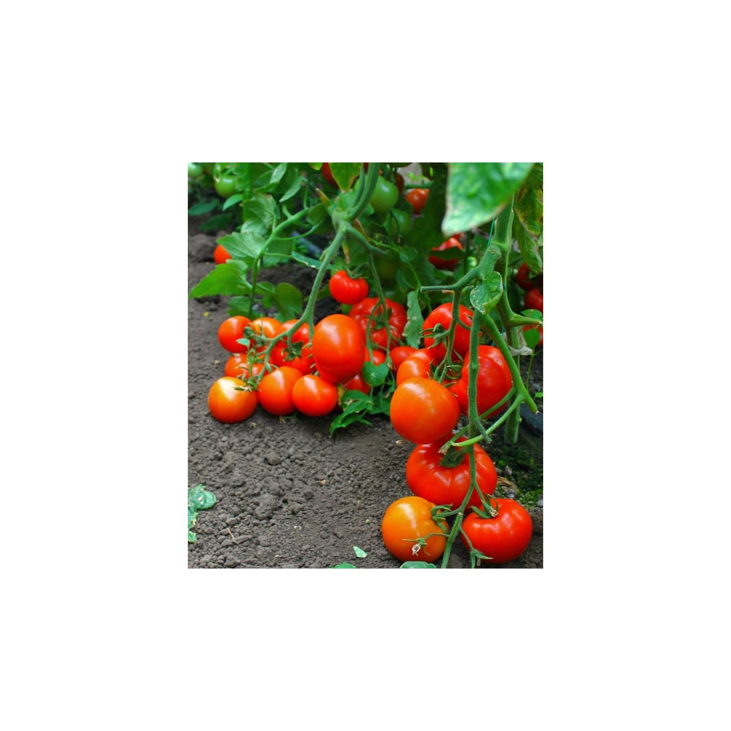 Seminte de tomate Oltena F1